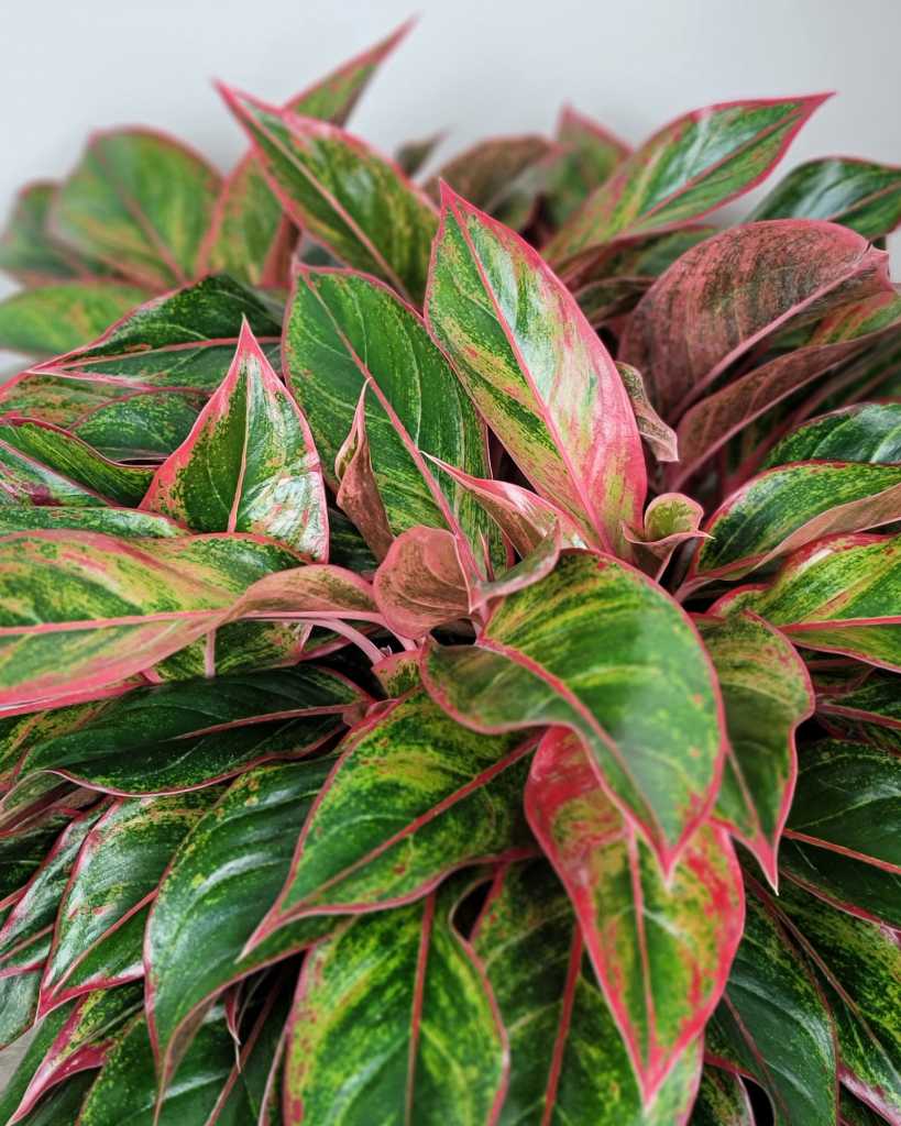 Aglaonema ‘Siam Red’ | PlantVine