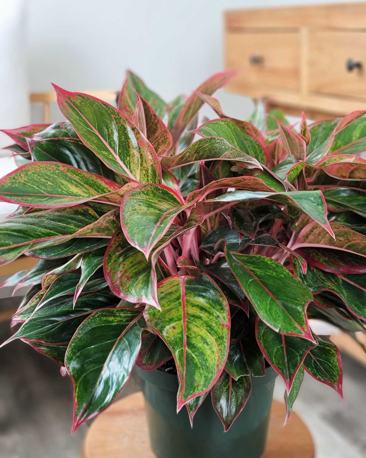 Aglaonema ‘Siam Red’ | PlantVine