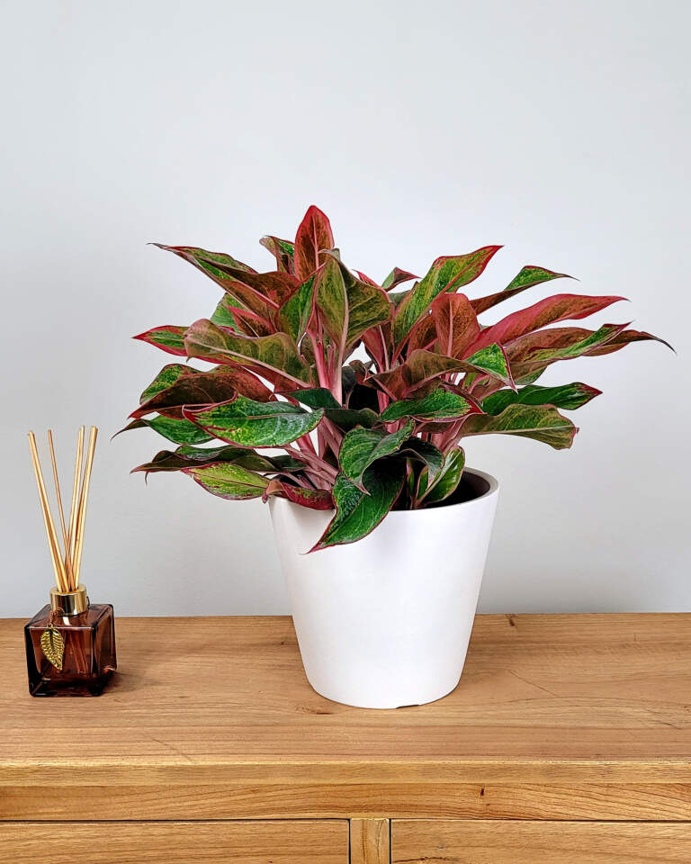 Aglaonema ‘Siam Red’ | PlantVine