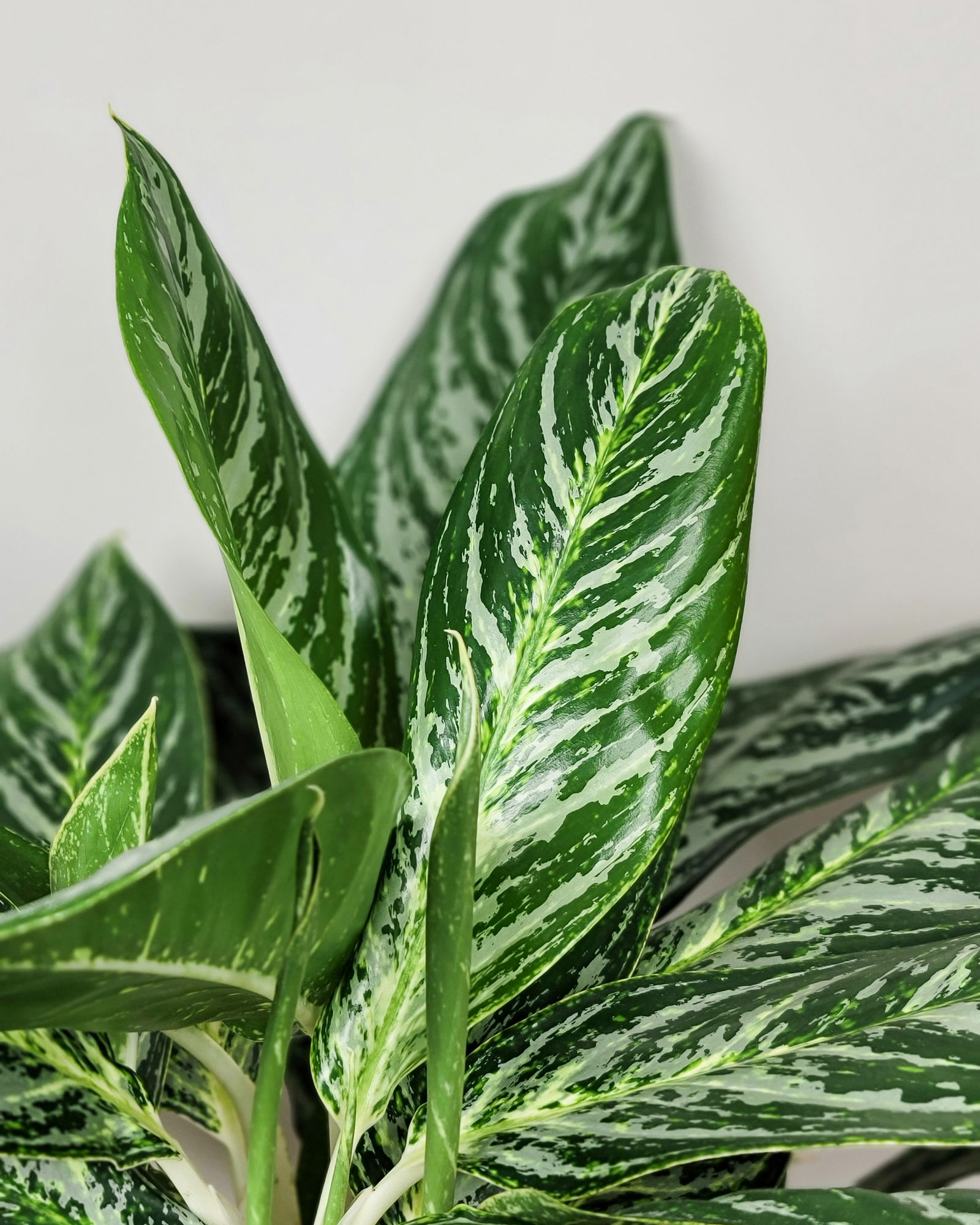 Aglaonema ‘White Lightning’ | PlantVine