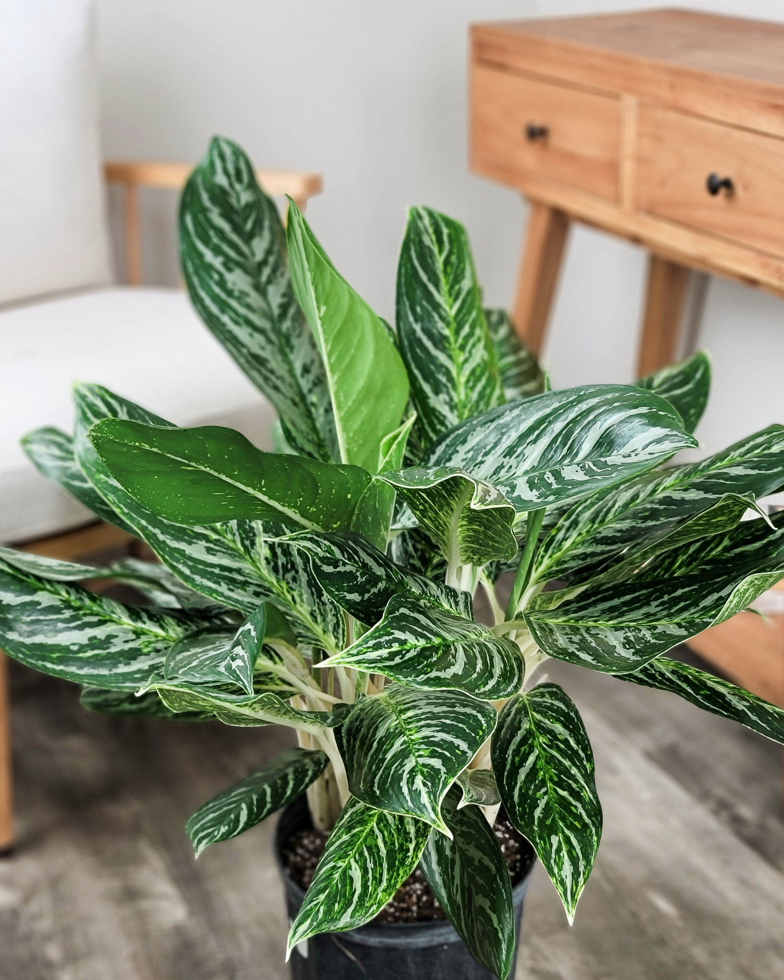 Aglaonema ‘White Lightning’ | PlantVine