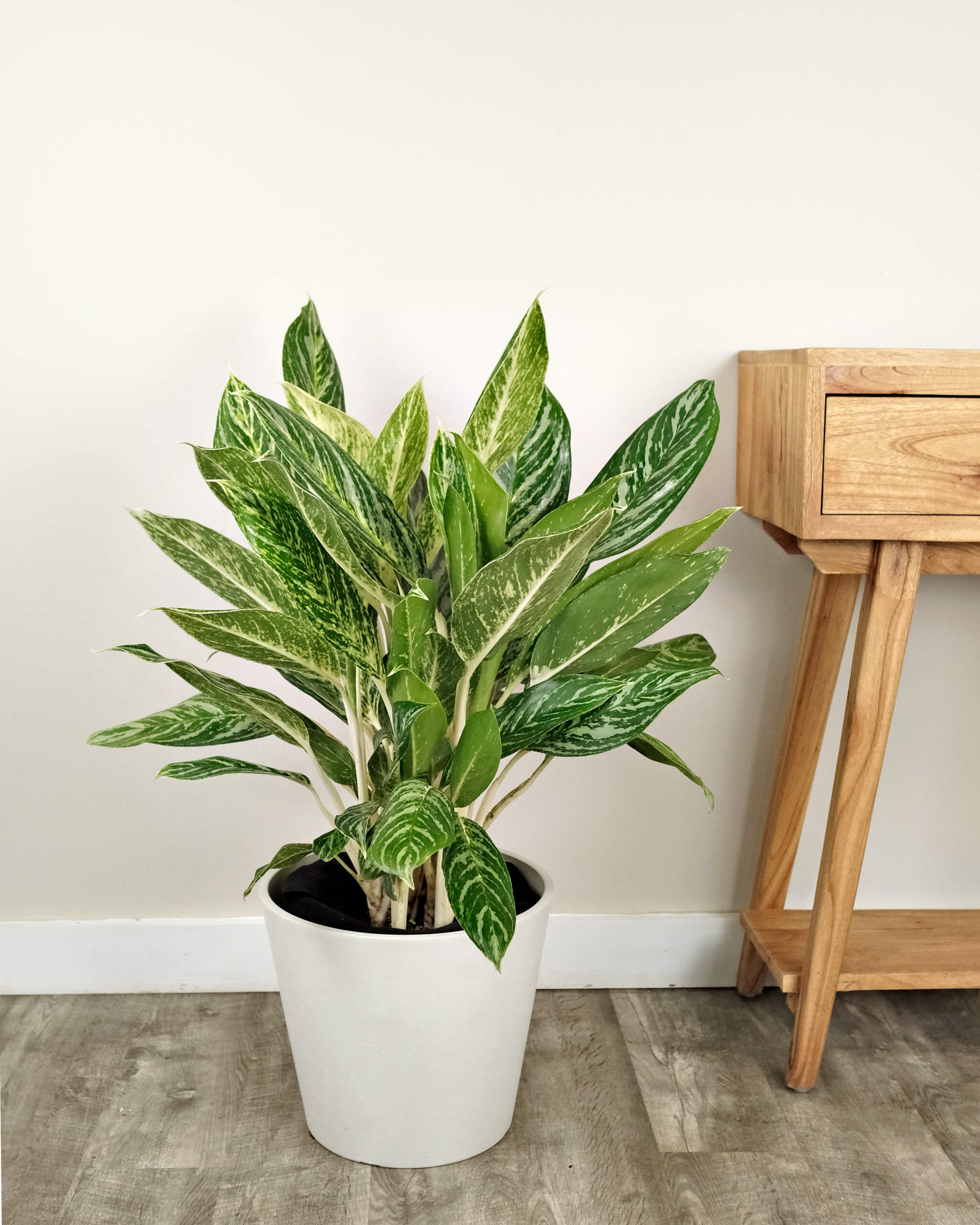 Aglaonema ‘White Lightning’ | PlantVine
