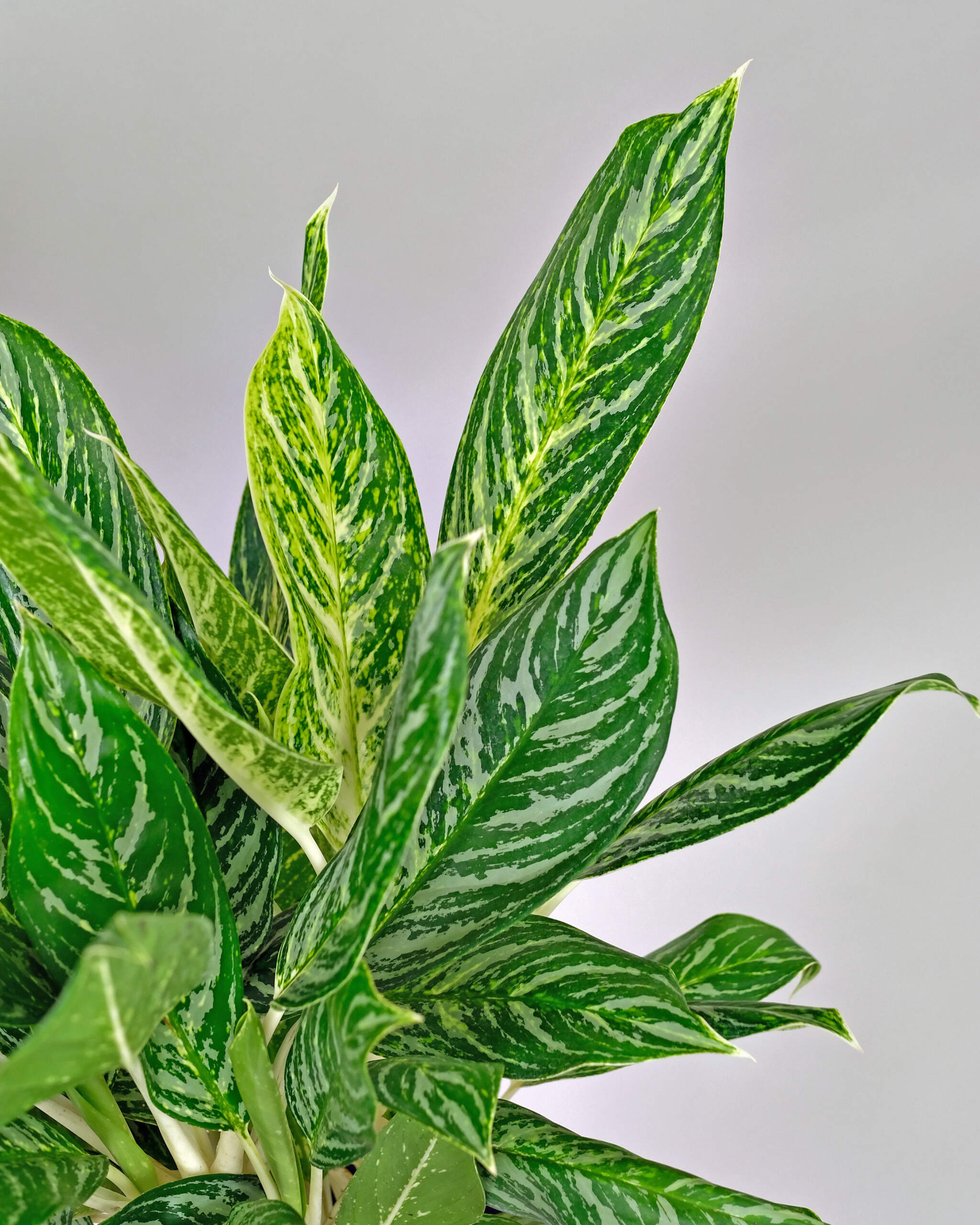 Aglaonema ‘White Lightning’ | PlantVine