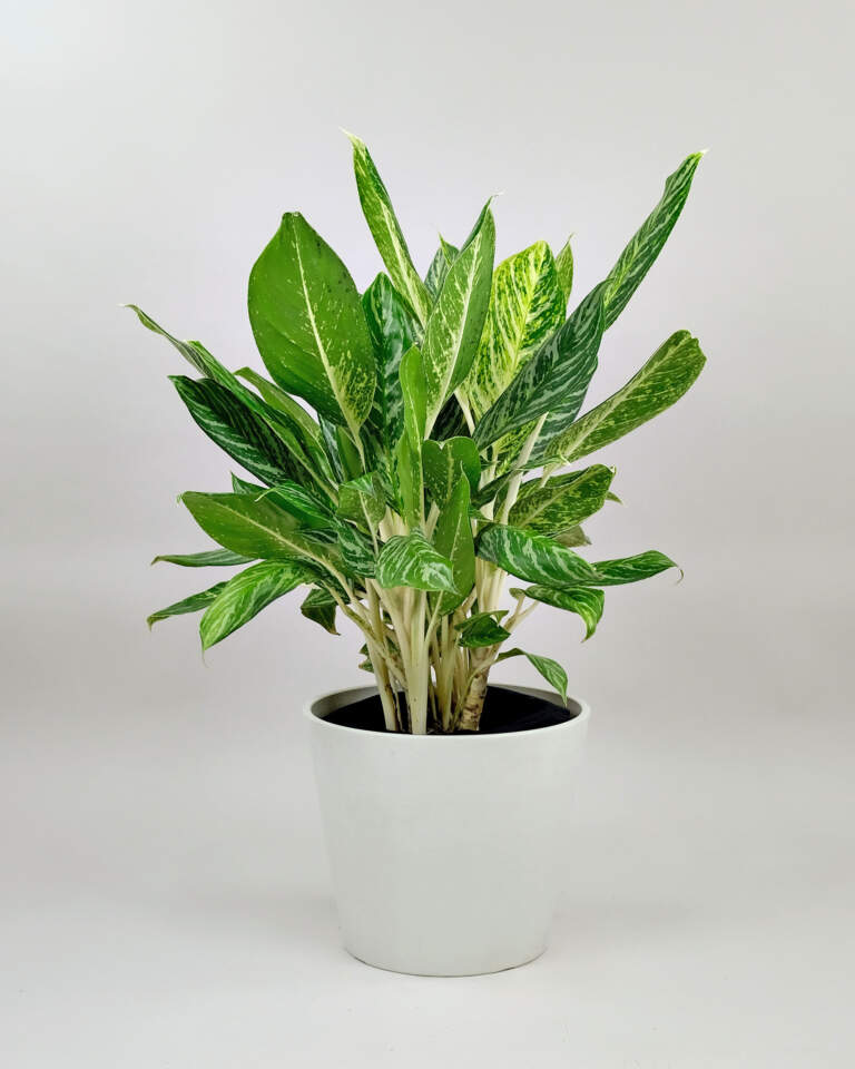 Aglaonema ‘White Lightning’ | PlantVine