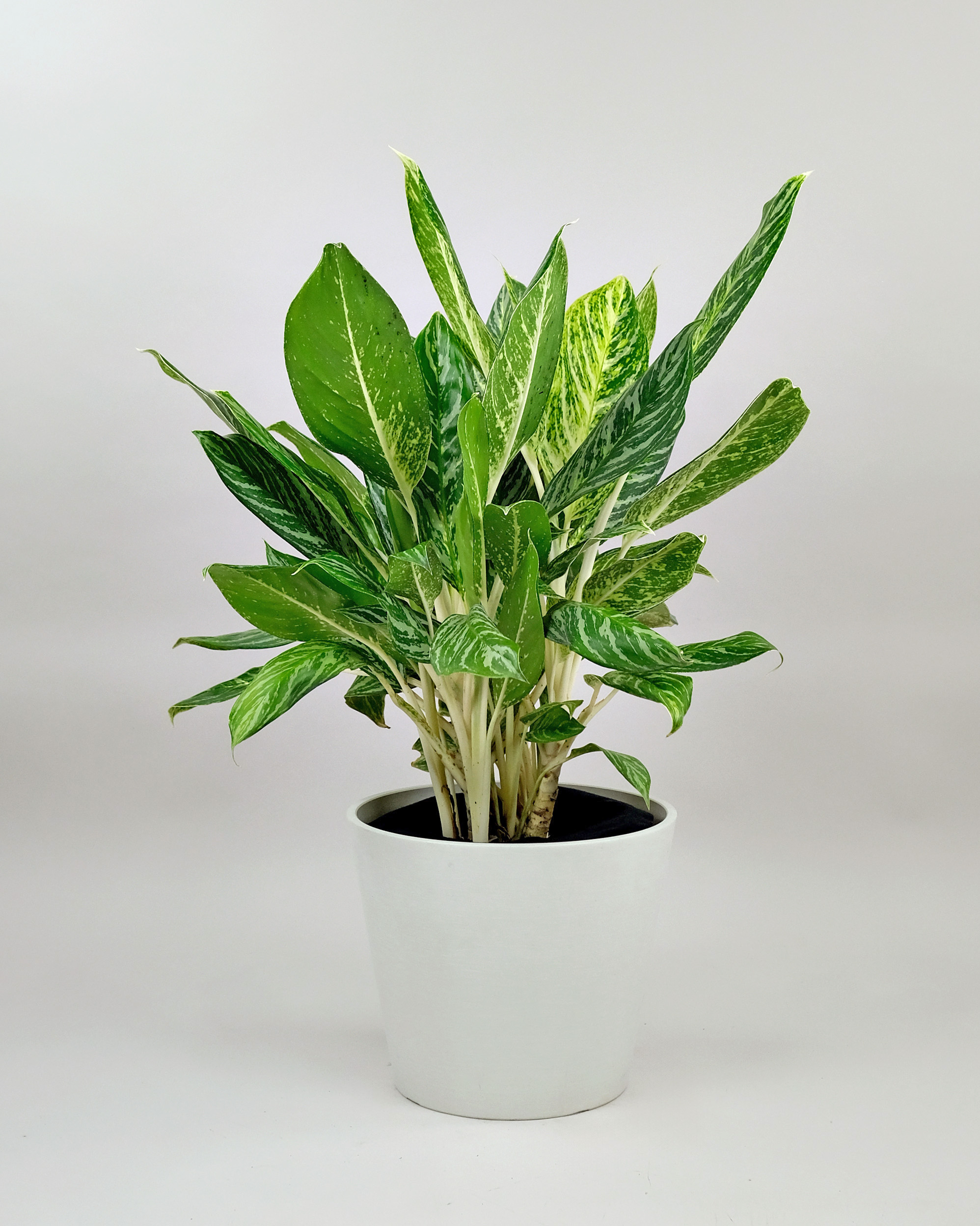 Aglaonema ‘White Lightning’ | PlantVine