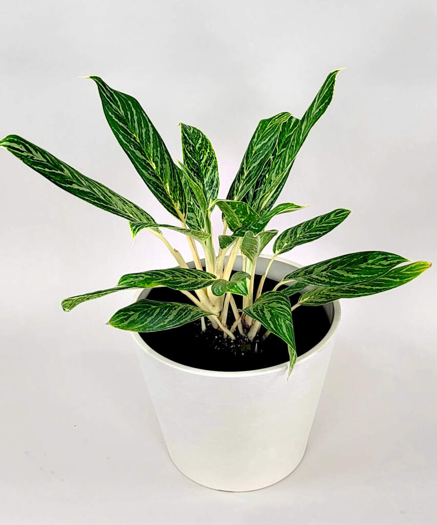 Aglaonema ‘White Lightning’ | PlantVine