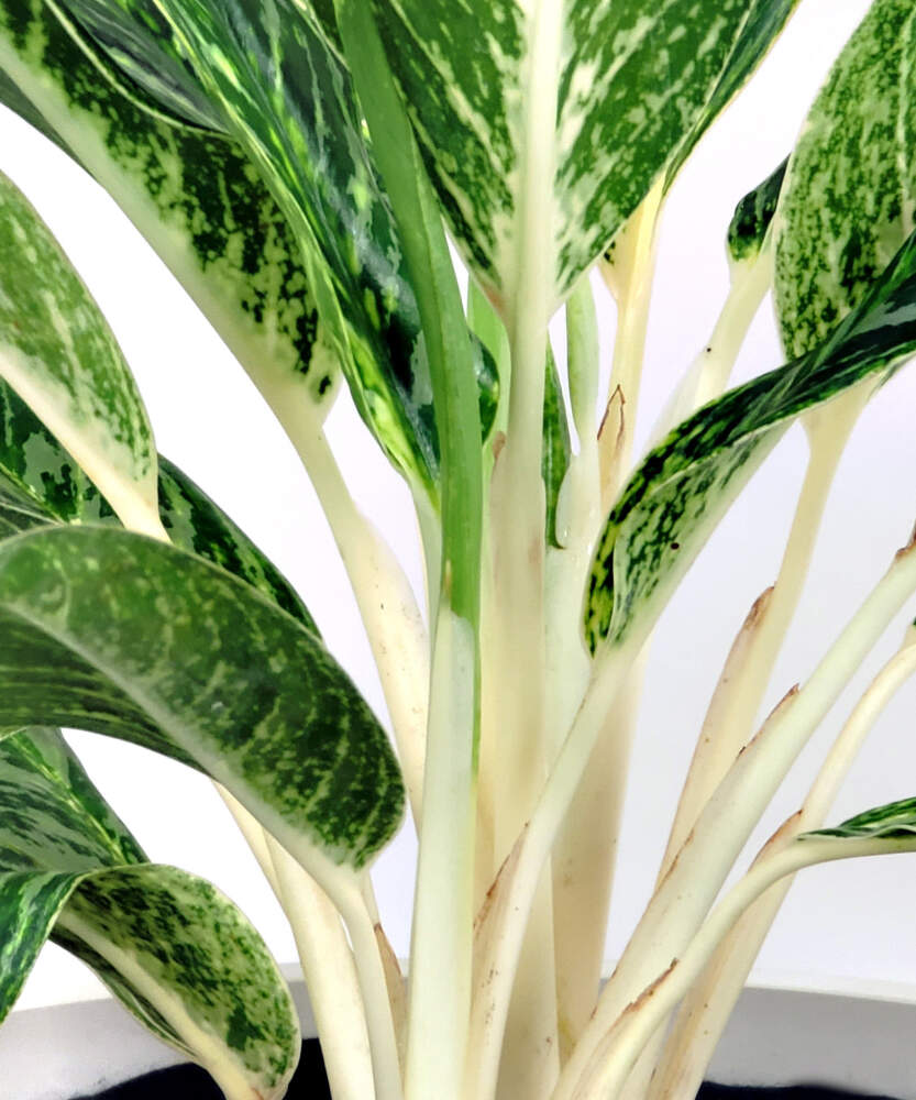 Aglaonema ‘White Lightning’ | PlantVine