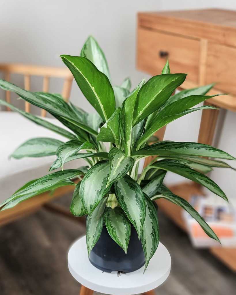 Aglaonema ‘White Rain’ | PlantVine