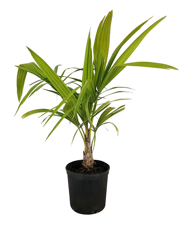 Buy Syagrus schizophylla, Arikury Palm, Parrot Palm | Free Shipping ...