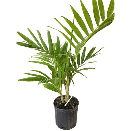 Buy Ptychosperma elegans, Alexander Palm, Solitaire Palm | Free ...
