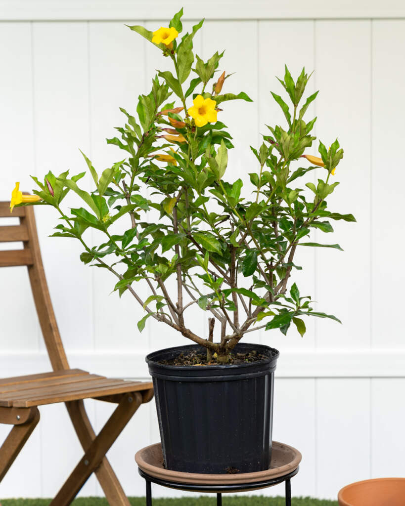 Allamanda schottii, Bush Allamanda | PlantVine