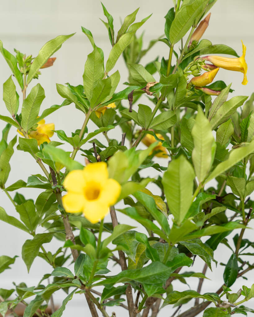 Bush Allamanda | PlantVine