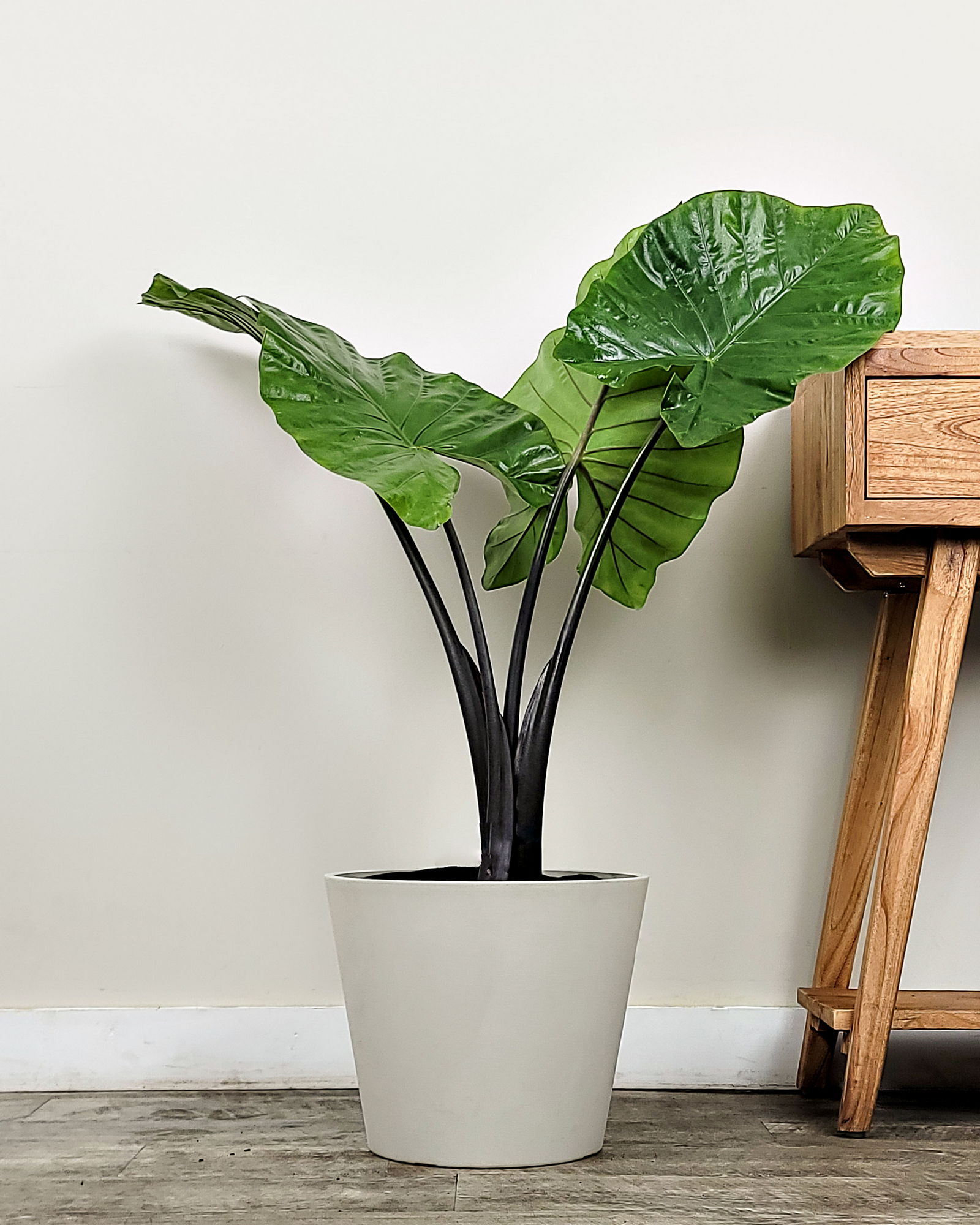 Black Stem Alocasia | PlantVine