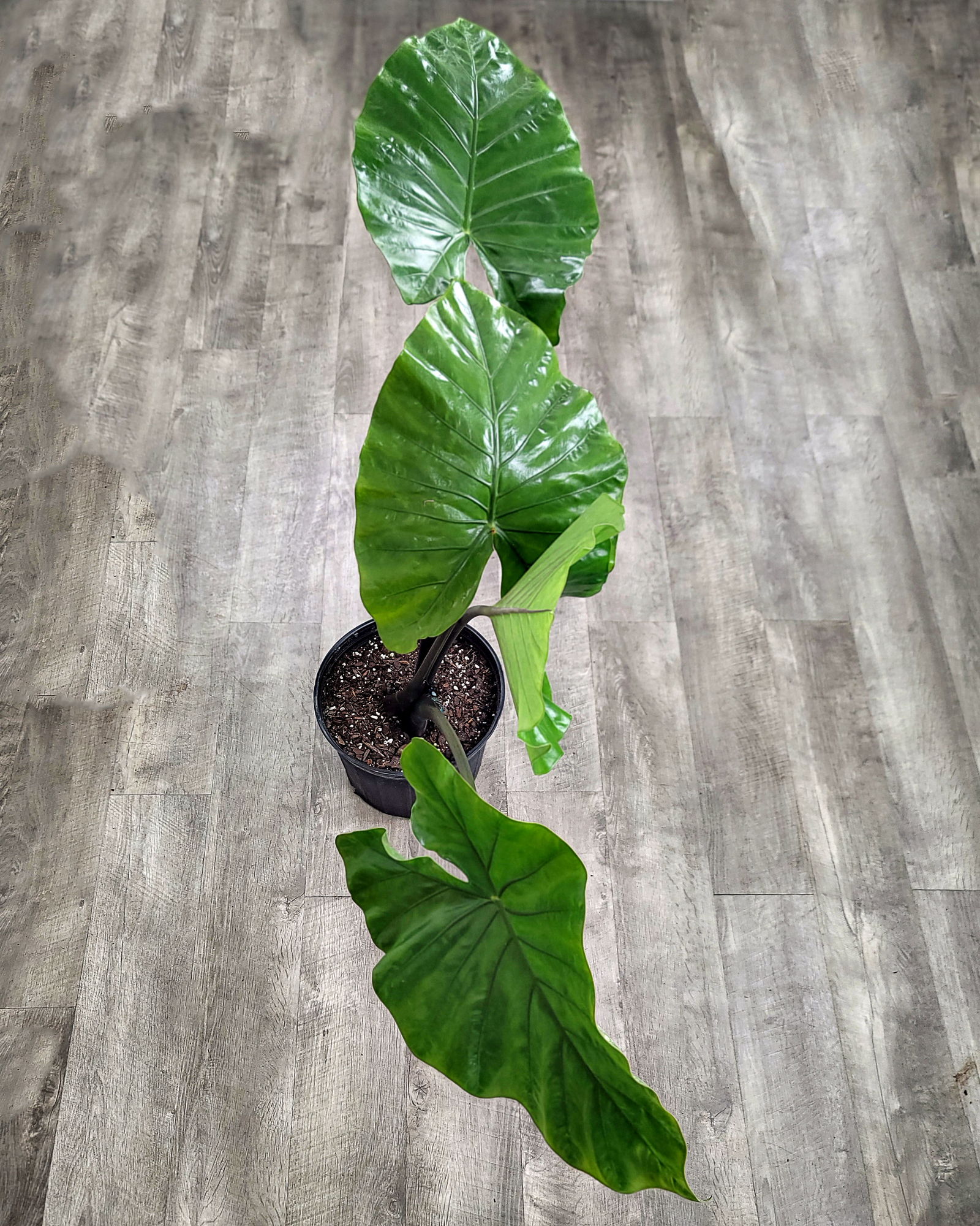 Alocasia Varieties | PlantVine