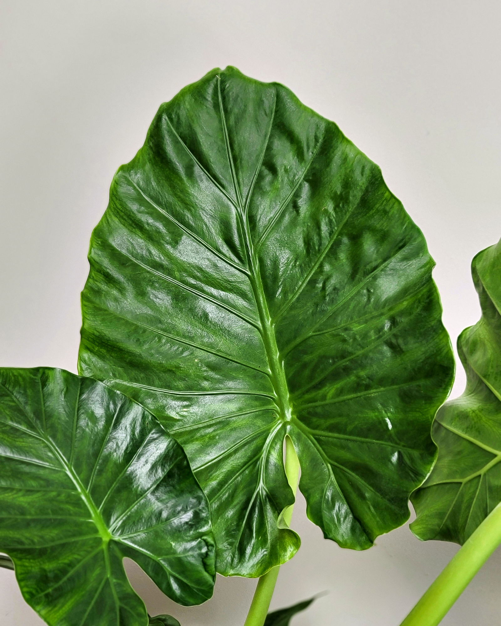 Alocasia calidora | PlantVine
