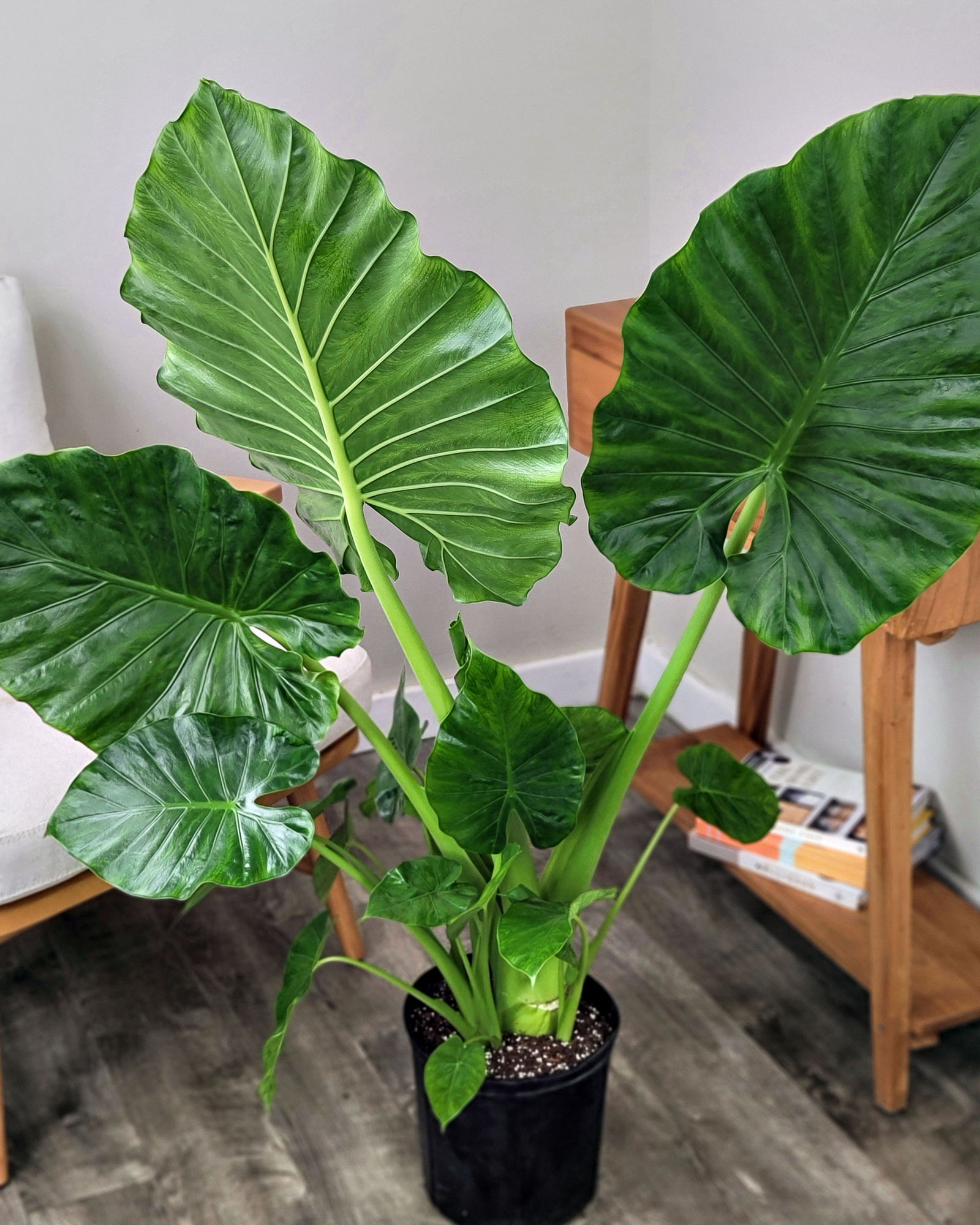 Alocasia calidora | PlantVine