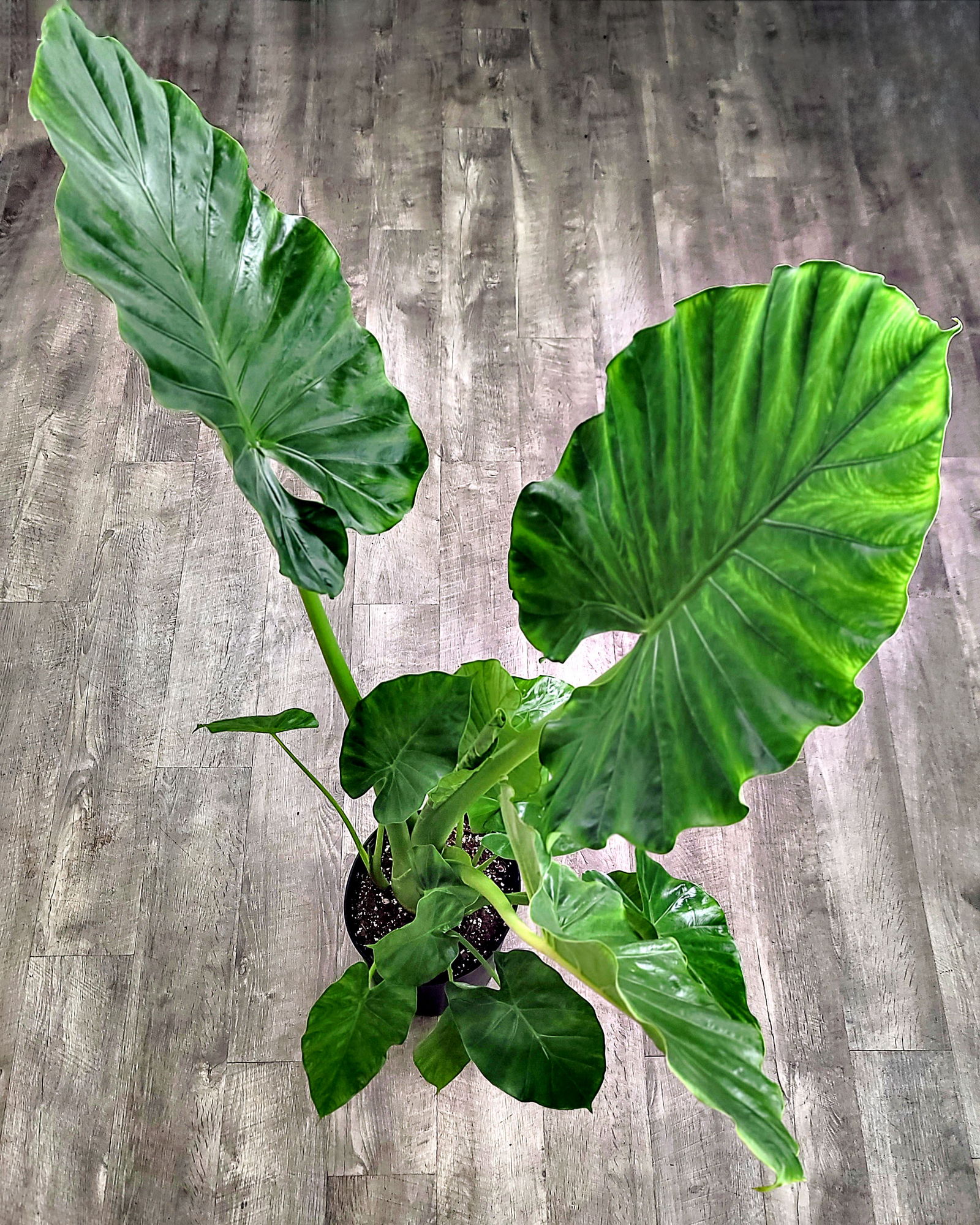 Alocasia Varieties | PlantVine