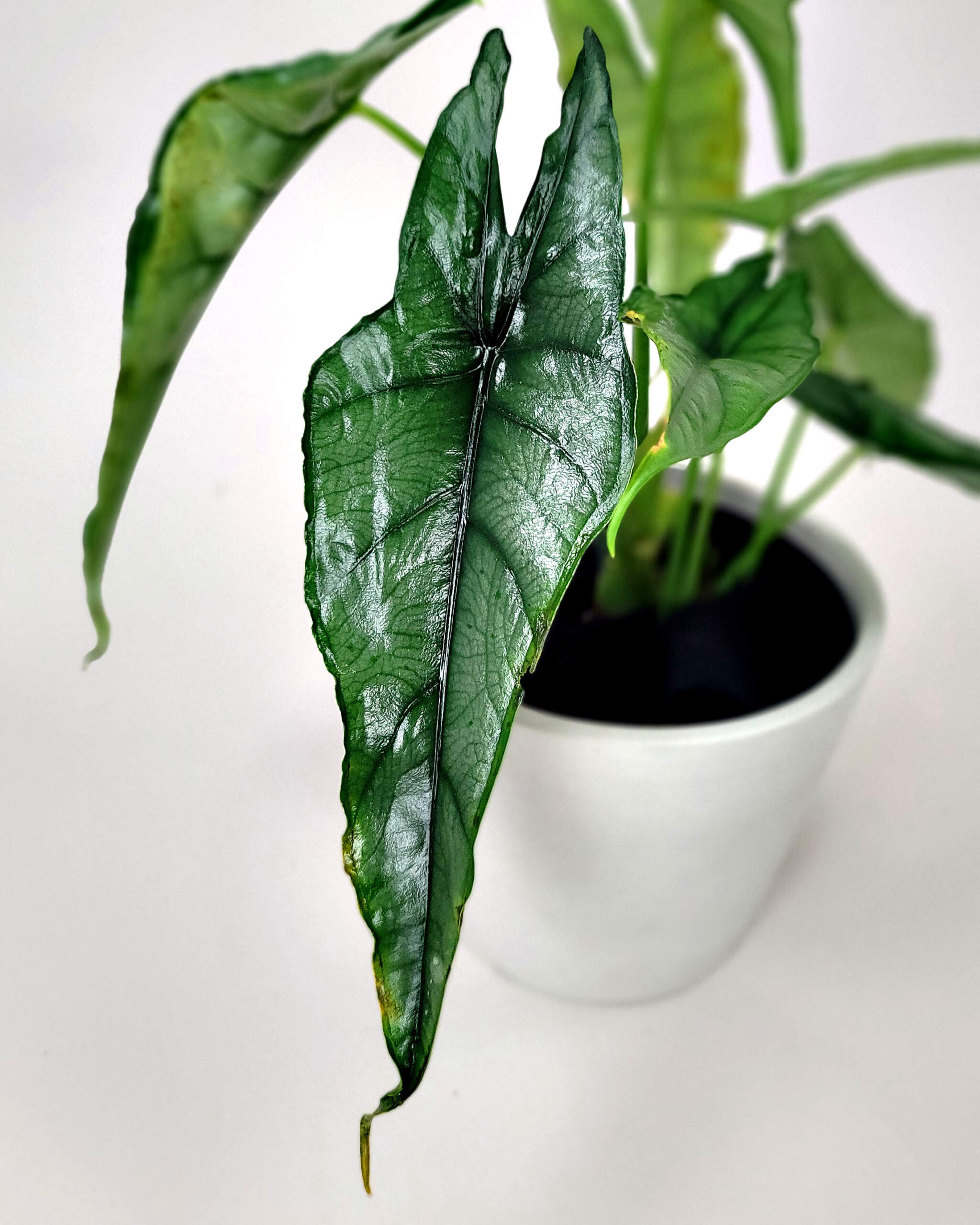 Alocasia ‘Dragon’s Breath’ | PlantVine