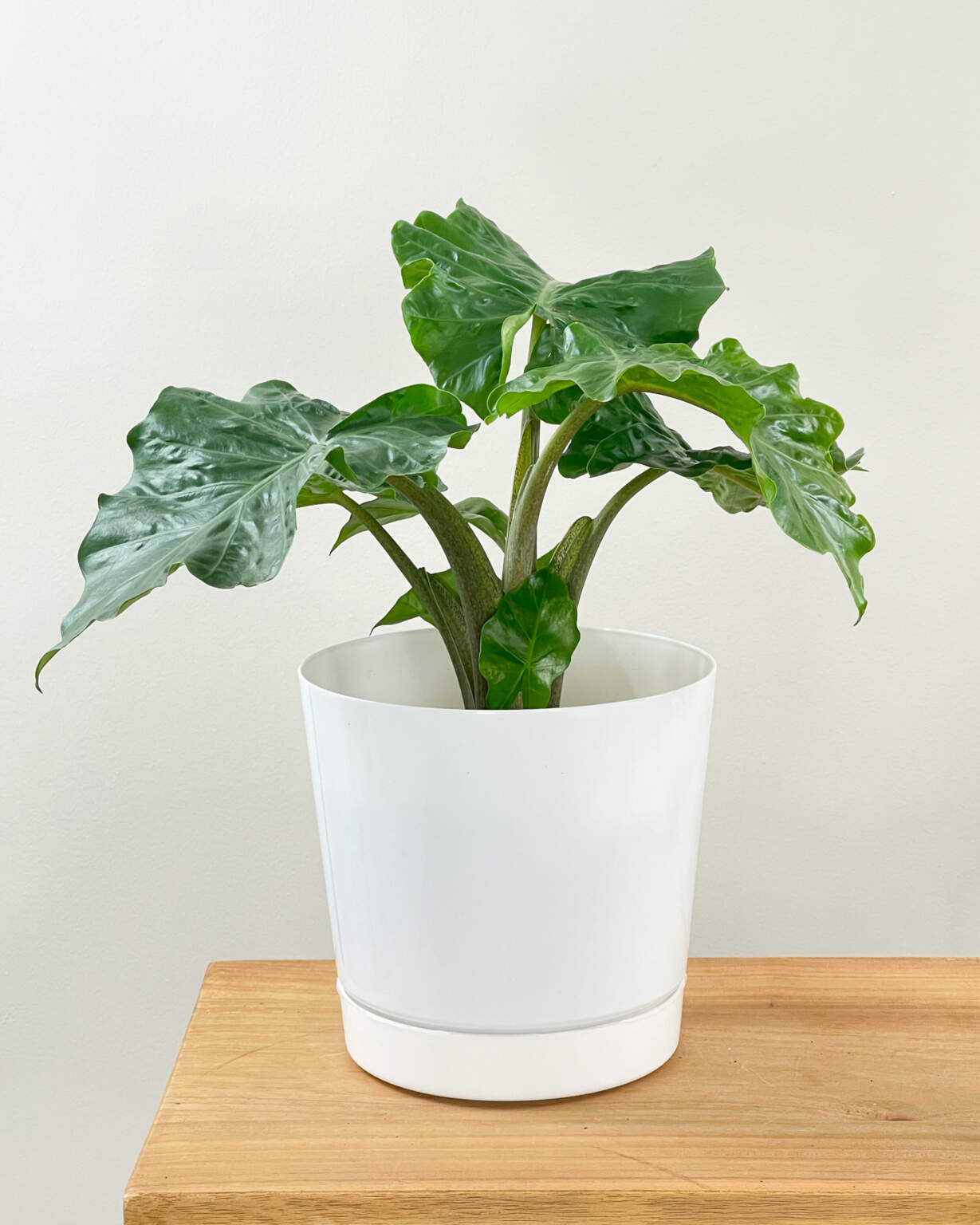 Alocasia ‘Low Rider’ | PlantVine