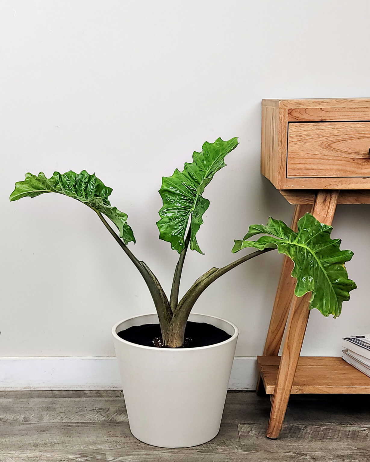 Alocasia ‘Low Rider’ | PlantVine