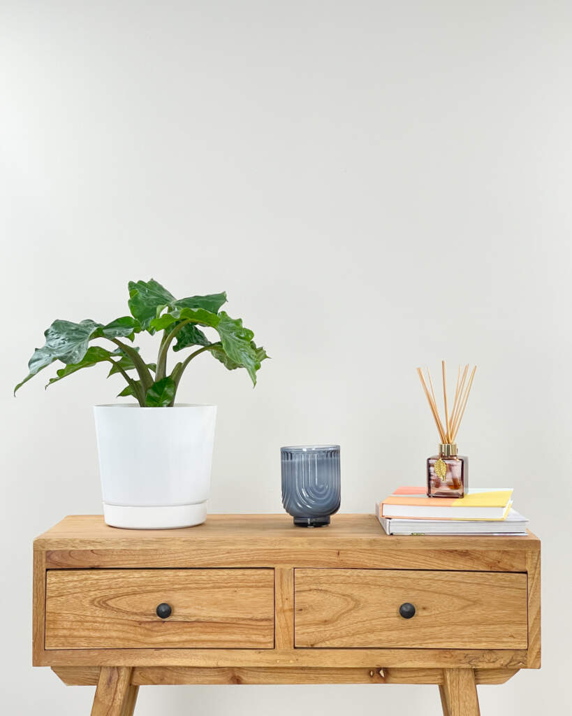 Alocasia ‘Low Rider’ | PlantVine