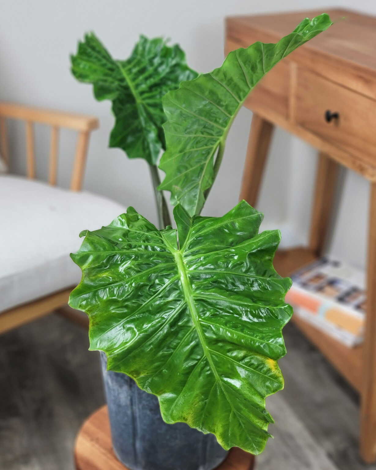 Alocasia ‘Low Rider’ | PlantVine
