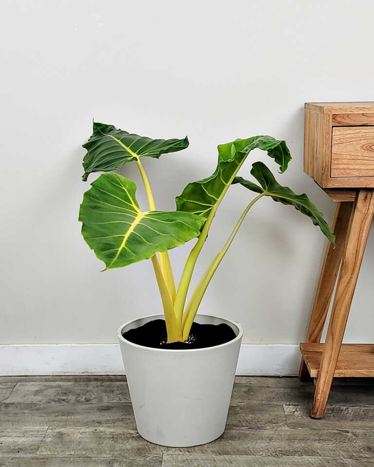Yellow Stem Alocasia | PlantVine