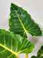 Yellow Stem Alocasia | PlantVine