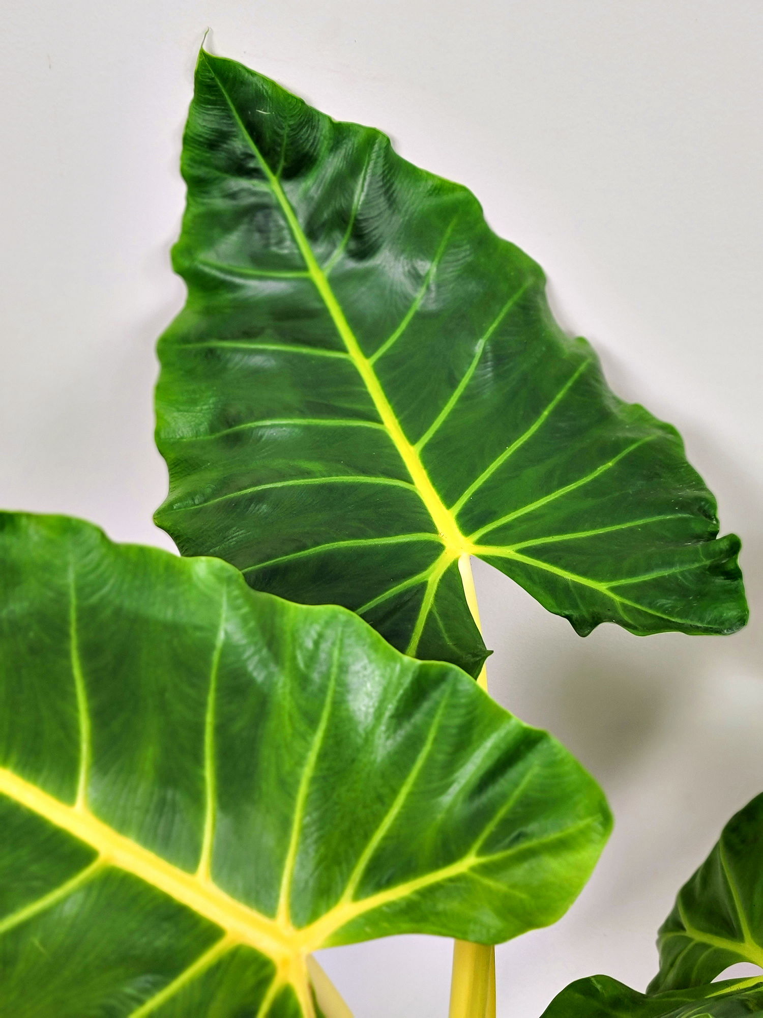 Yellow Stem Alocasia | PlantVine