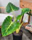 Yellow Stem Alocasia | PlantVine
