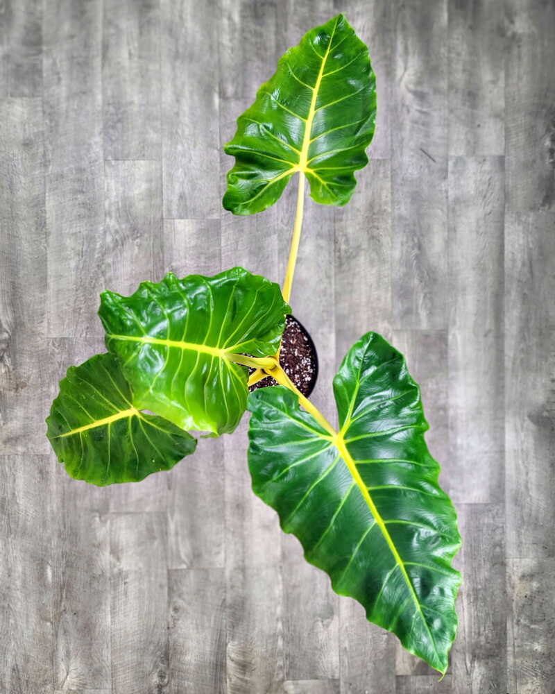 Alocasia Varieties | PlantVine