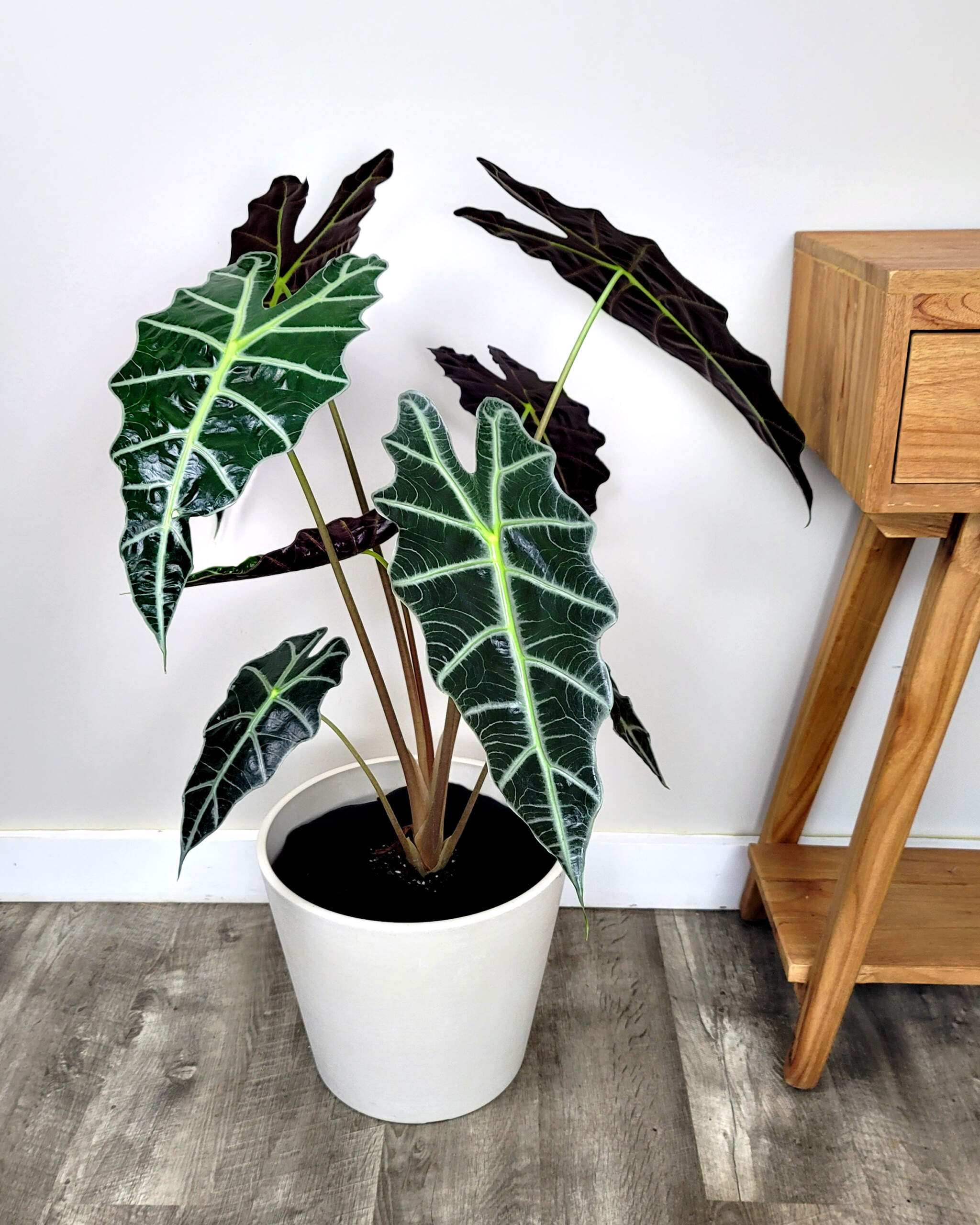 Alocasia amazonica ‘Polly’ | PlantVine