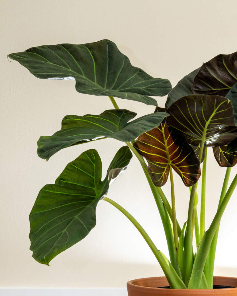 Order Alocasia 'Regal Shields', Elephant Ear Plant Online