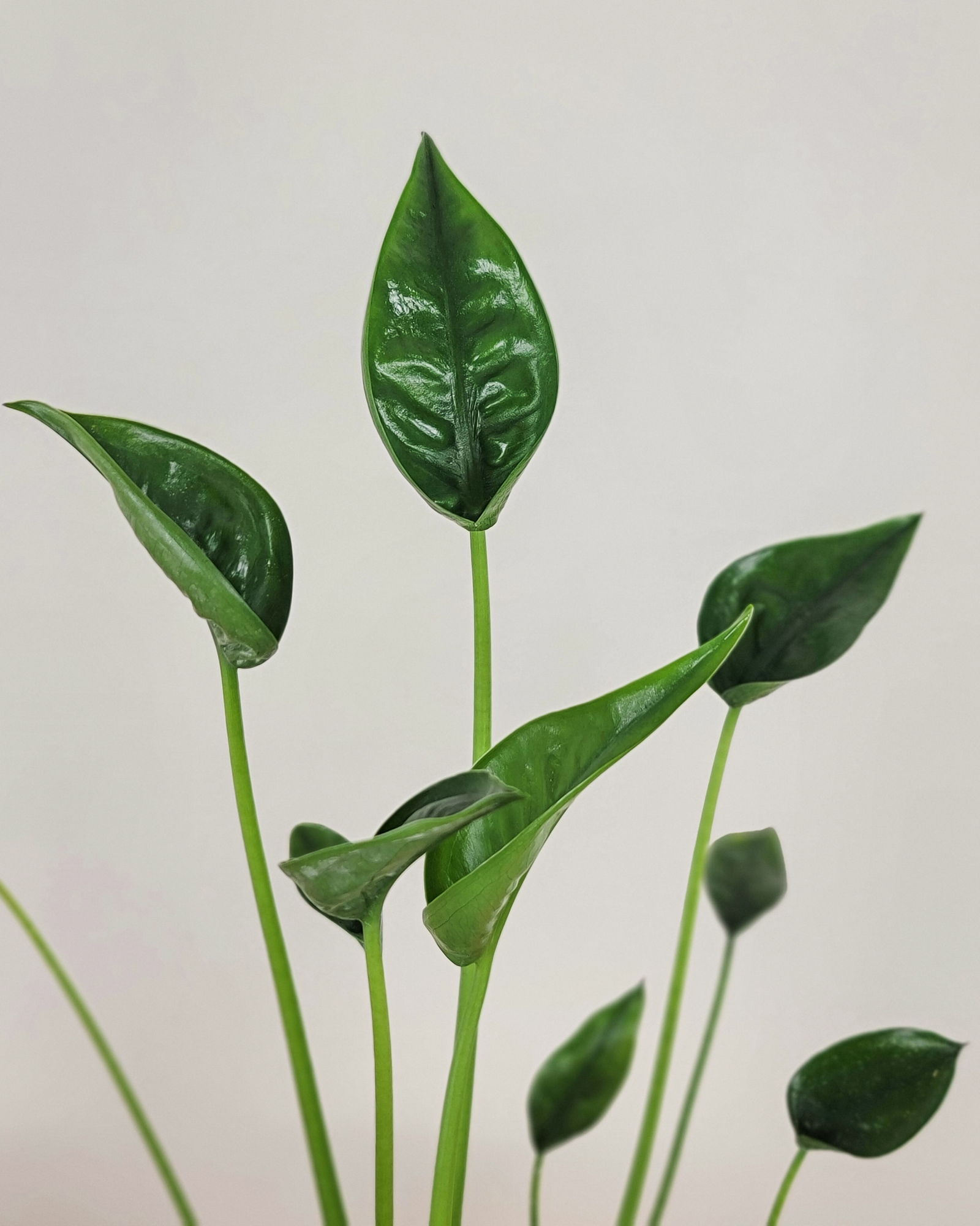 Alocasia ‘Tiny Dancers’ | PlantVine