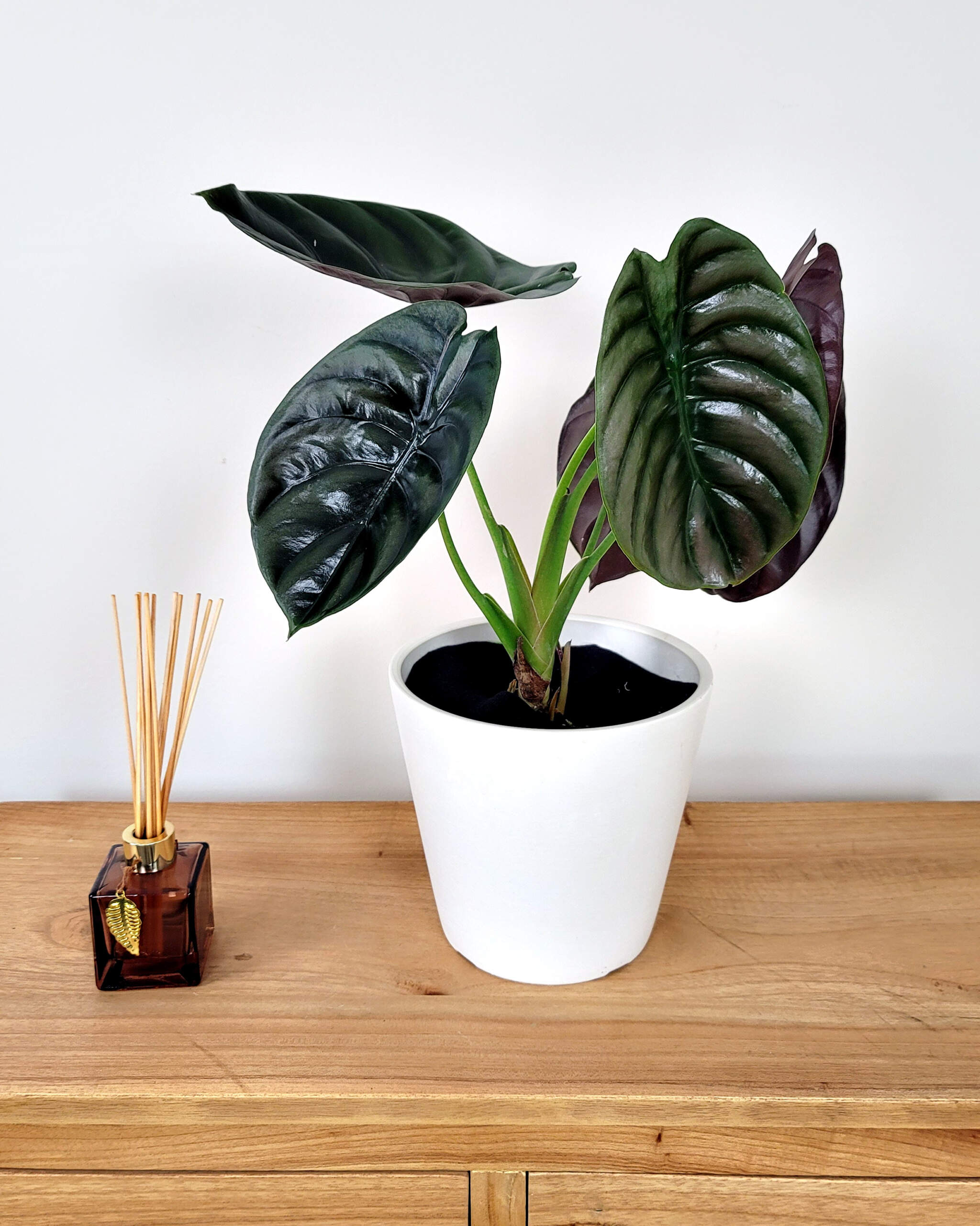 Alocasia cuprea ‘Red Secret’ | PlantVine