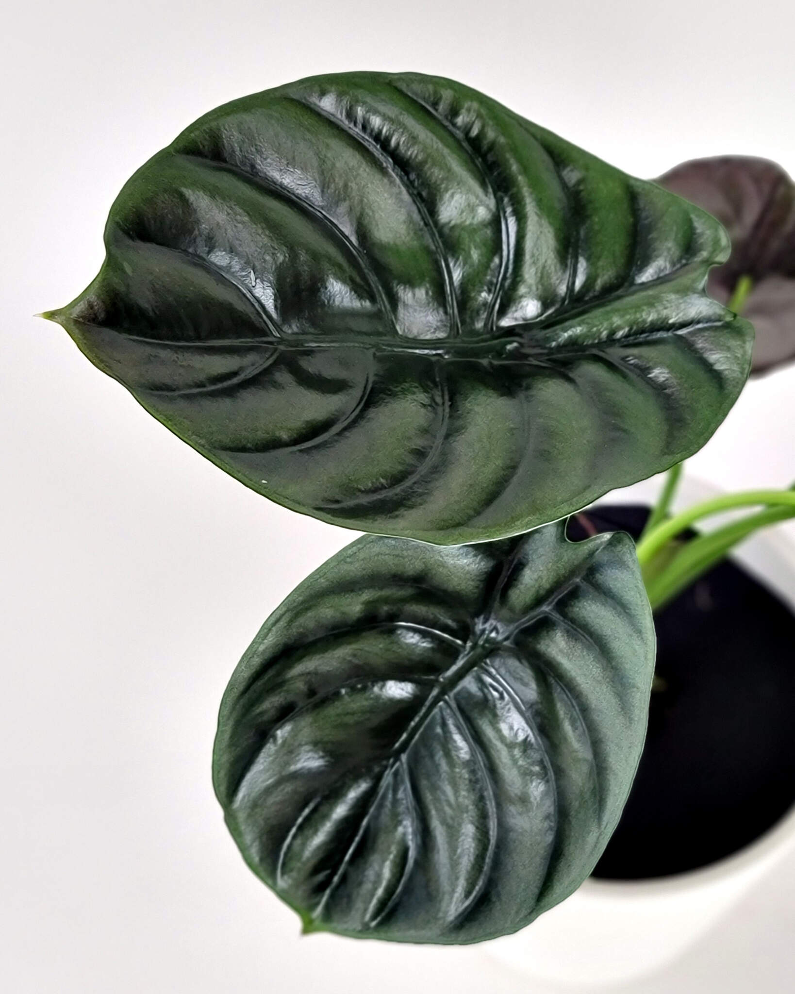 Alocasia cuprea ‘Red Secret’ | PlantVine