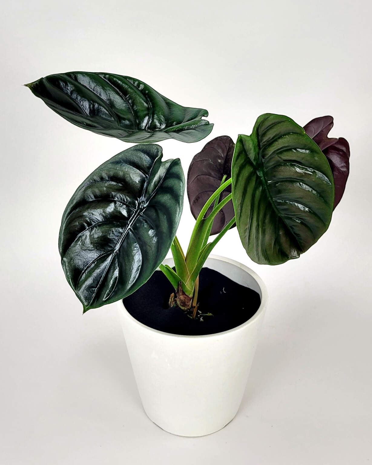Alocasia cuprea ‘Red Secret’ | PlantVine
