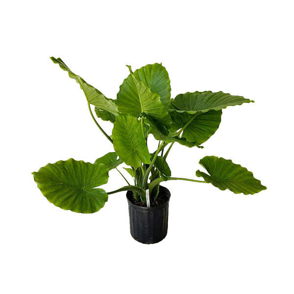 Alocasia odora ‘California’, Elephant Ear | PlantVine