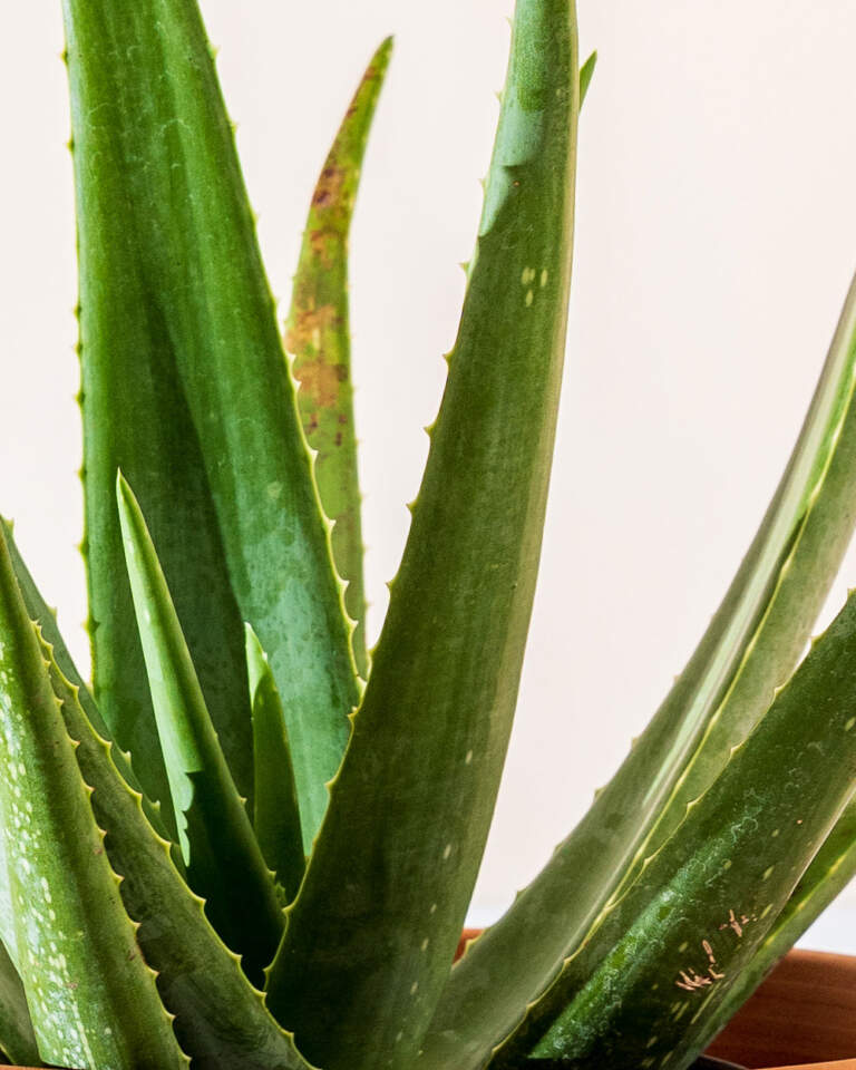 Aloe vera | PlantVine