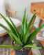 Aloe vera | PlantVine