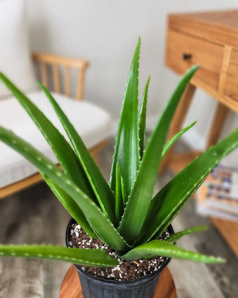 Aloe vera | PlantVine