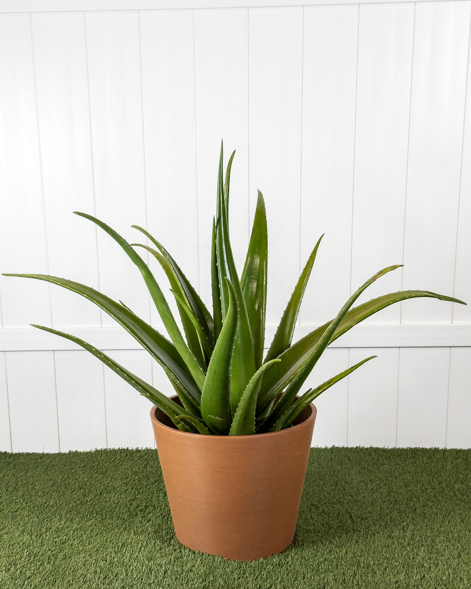Aloe vera | PlantVine