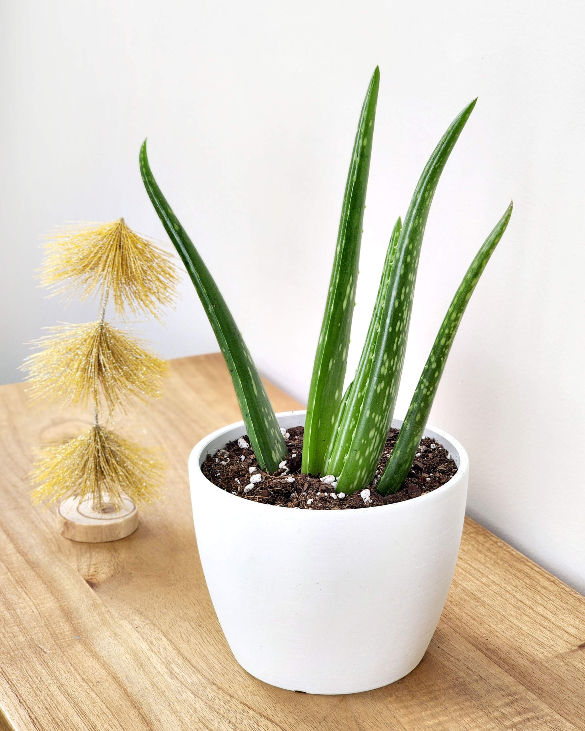 Aloe Vera with Meseta Planter | PlantVine
