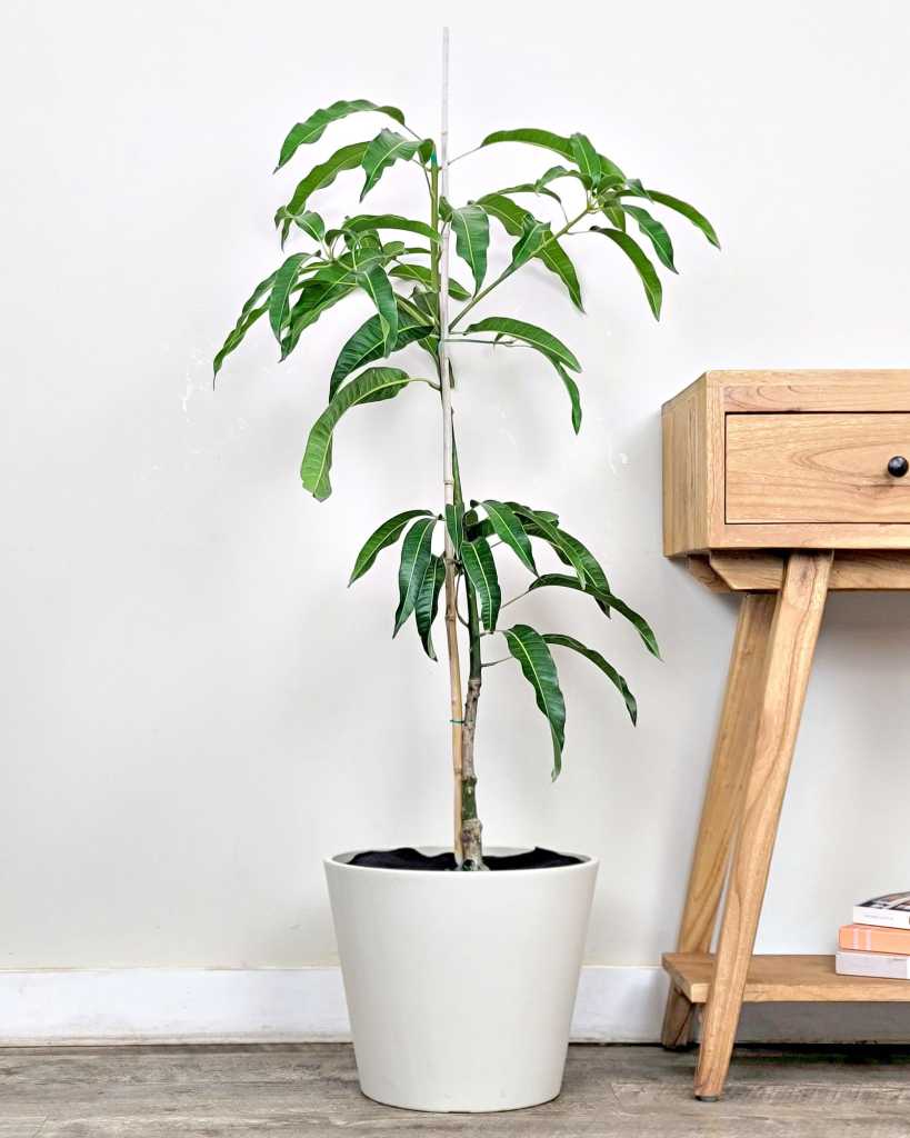 Alphonso Mango Tree | PlantVine