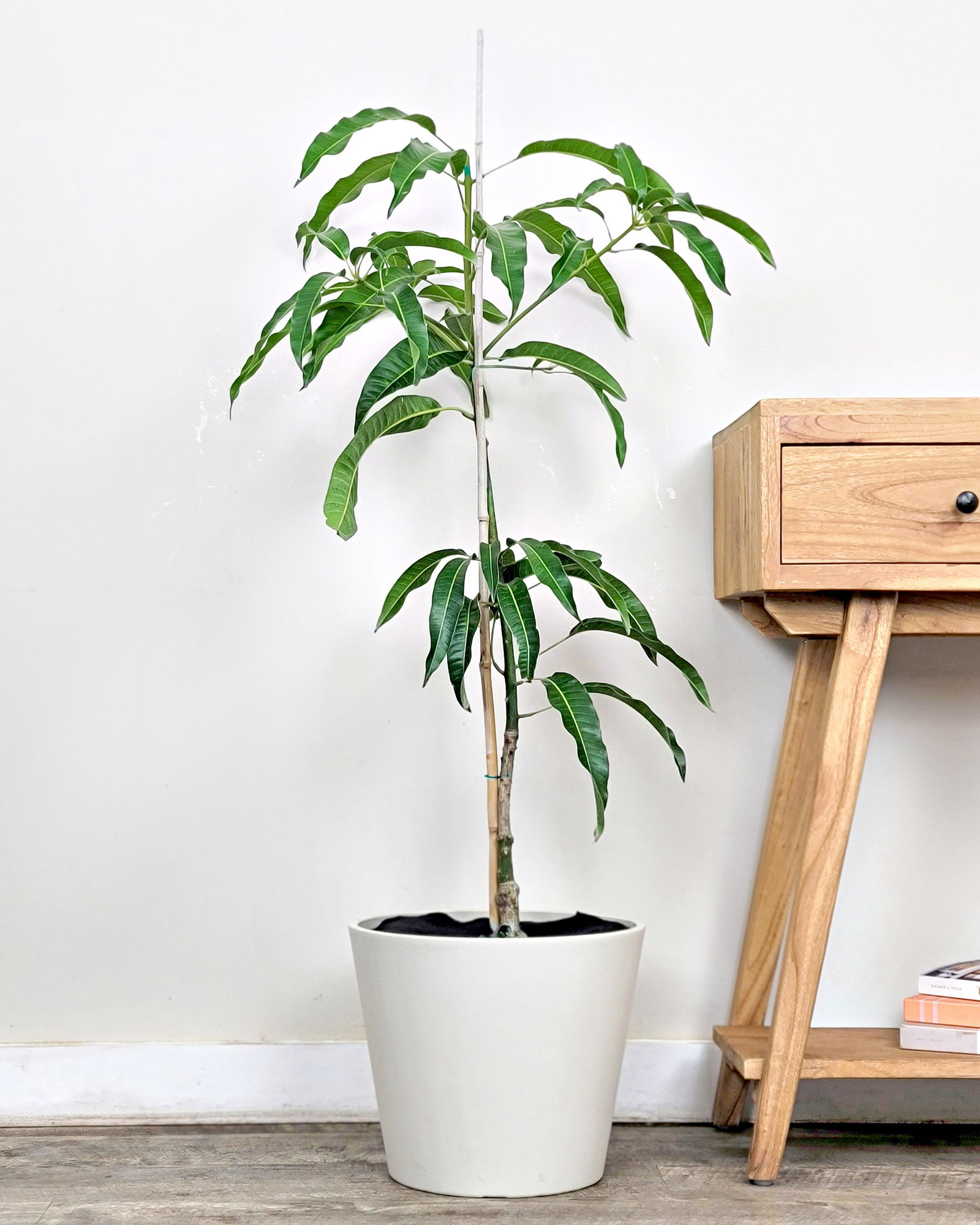 Alphonso Mango Tree | PlantVine