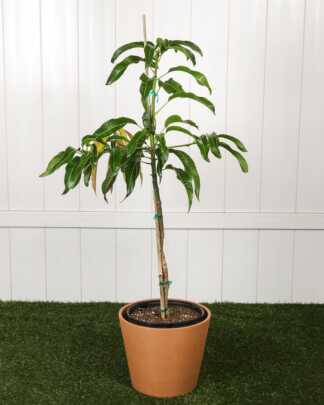 Alphonso Mango Tree | PlantVine