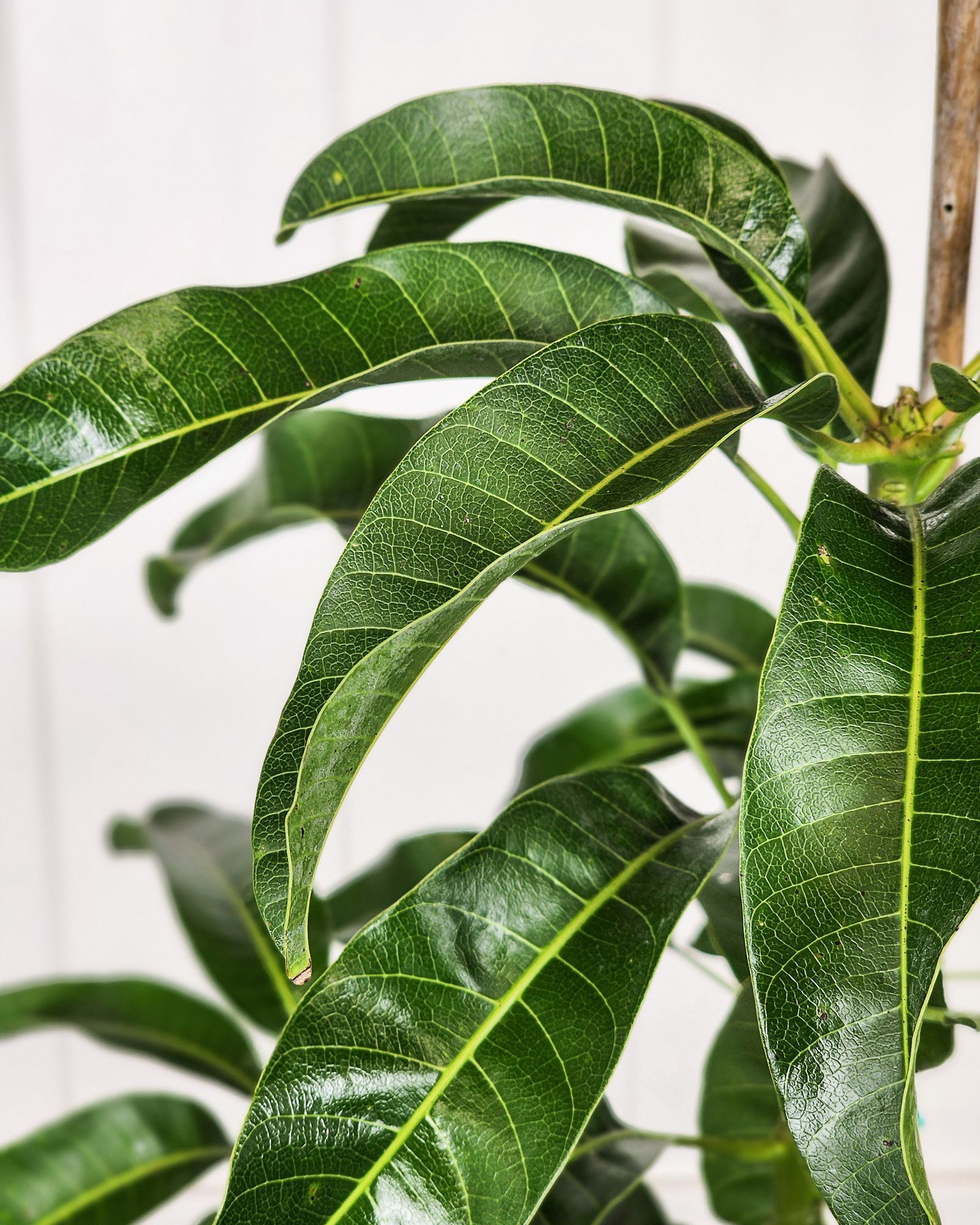 Alphonso Mango Tree | PlantVine