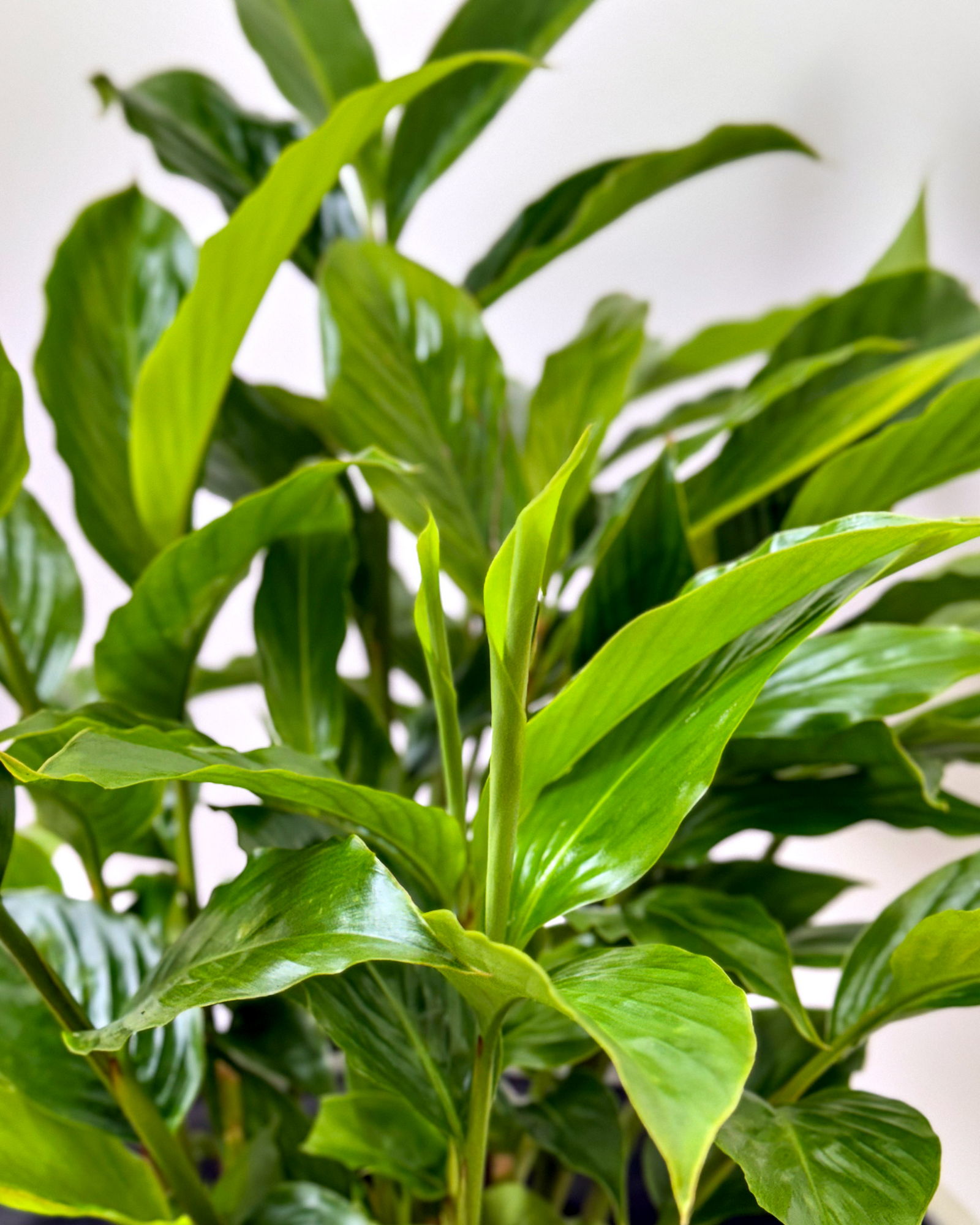 Red Ginger Alpinia | PlantVine