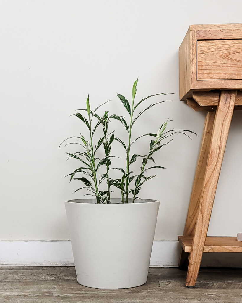 Variegated Ginger Alpinia | PlantVine