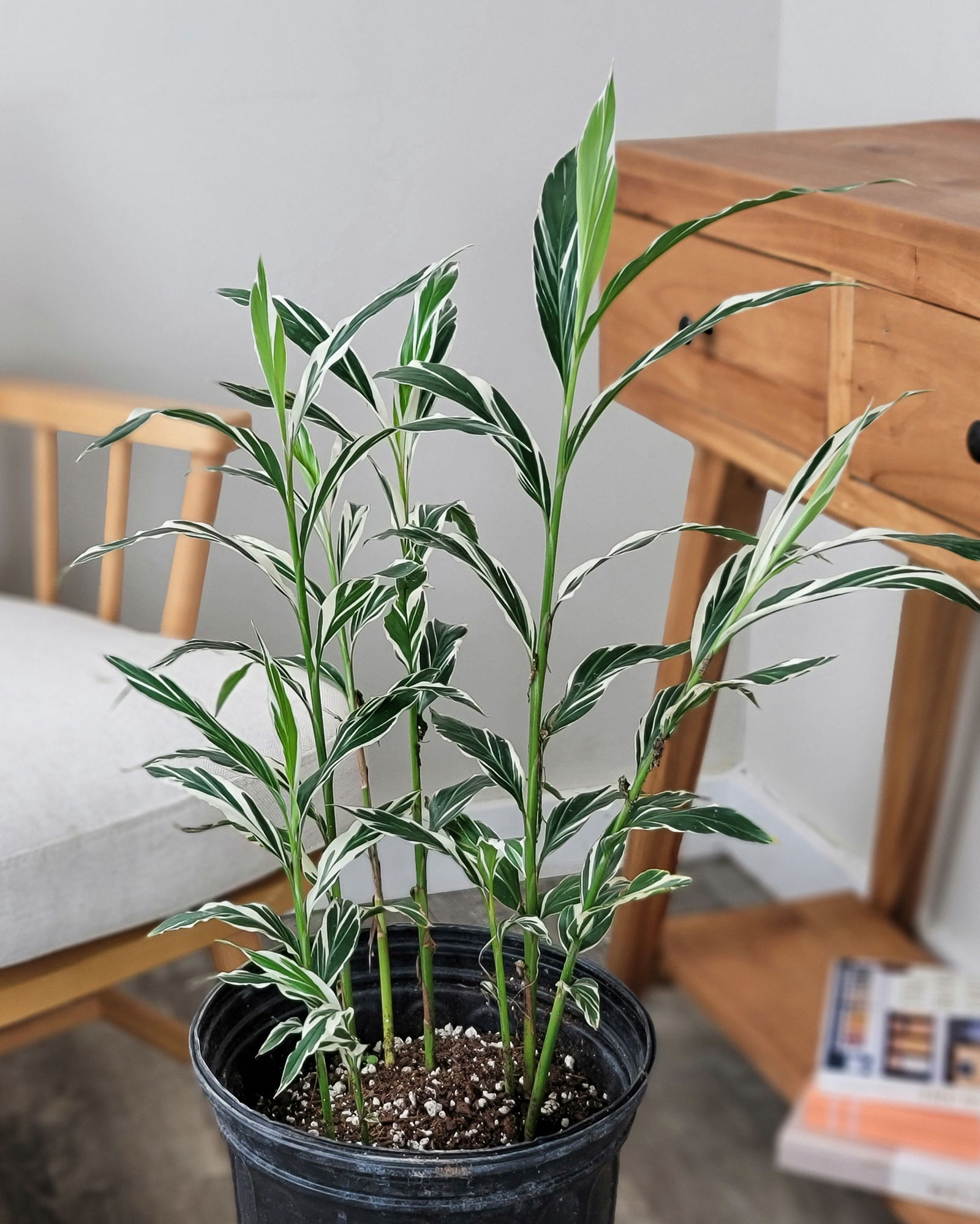 Variegated Ginger Alpinia | PlantVine